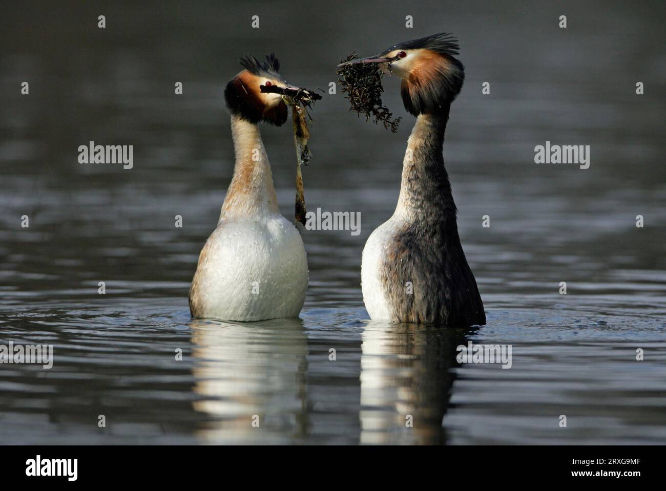 Great crested grebe courtship dance hi-res stock photography and images ...