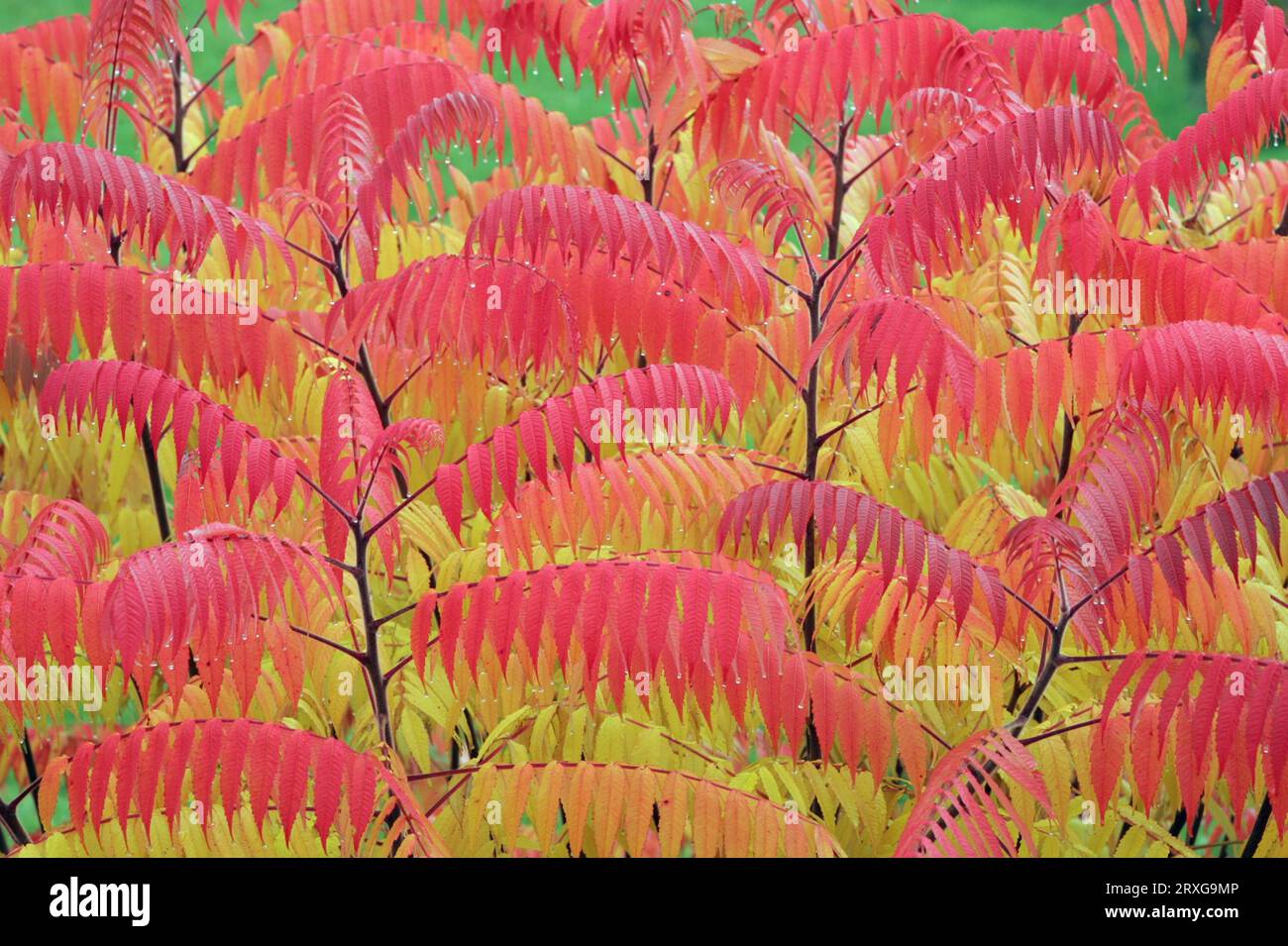 Staghorn Sumac (Rhus typhina) in autumn, Staghorn sumac in autumn ...