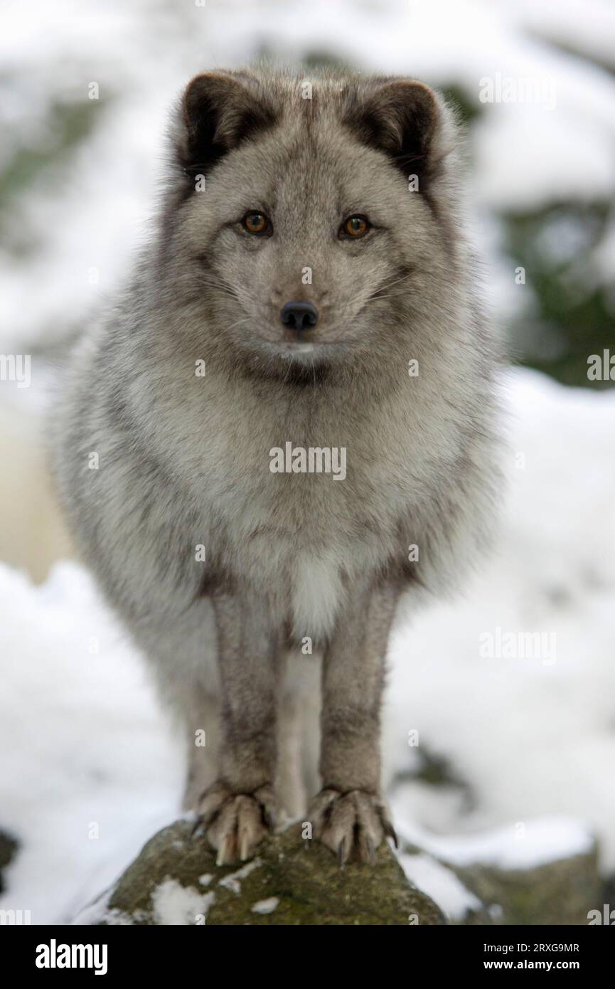 Arctic fox (Alopex lagopus) (Vulpes lagopus Stock Photo - Alamy
