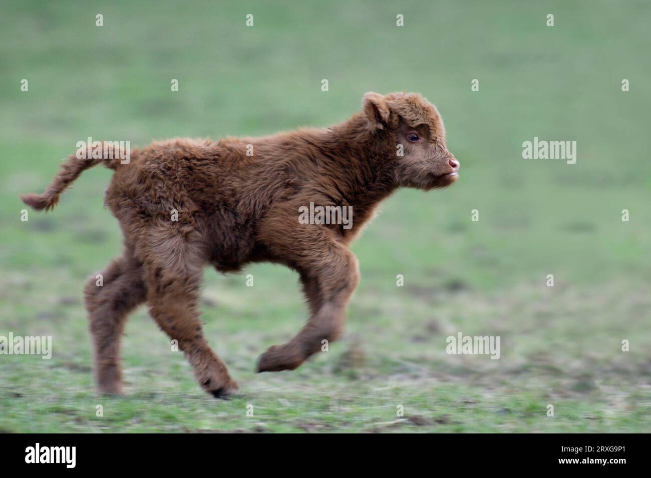 Scottish Highland Cattle, calf, calflet calflet, lateral, side Stock ...