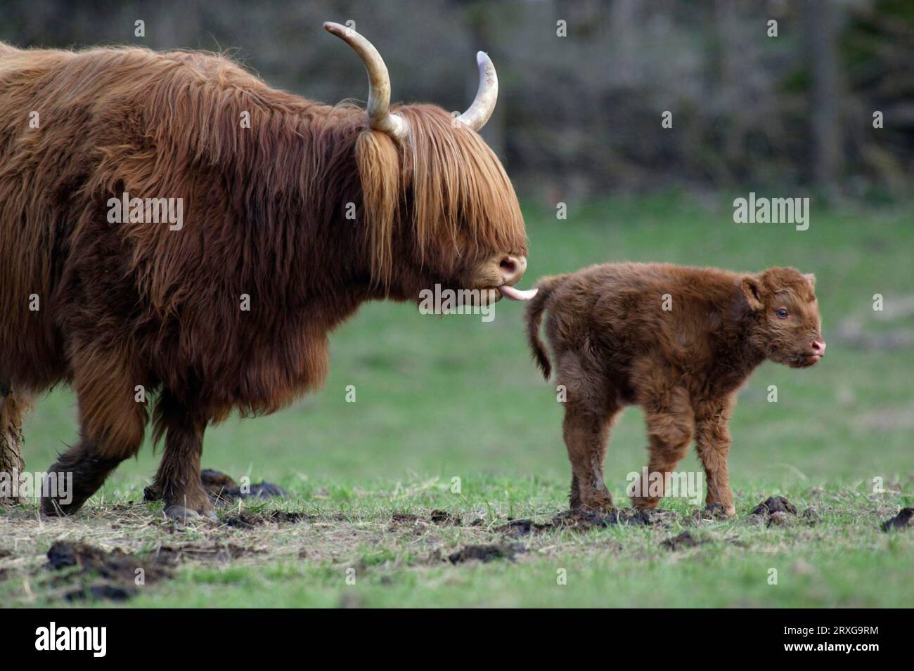Scottish highland cattle, cow with calf, baby calf Stock Photo - Alamy