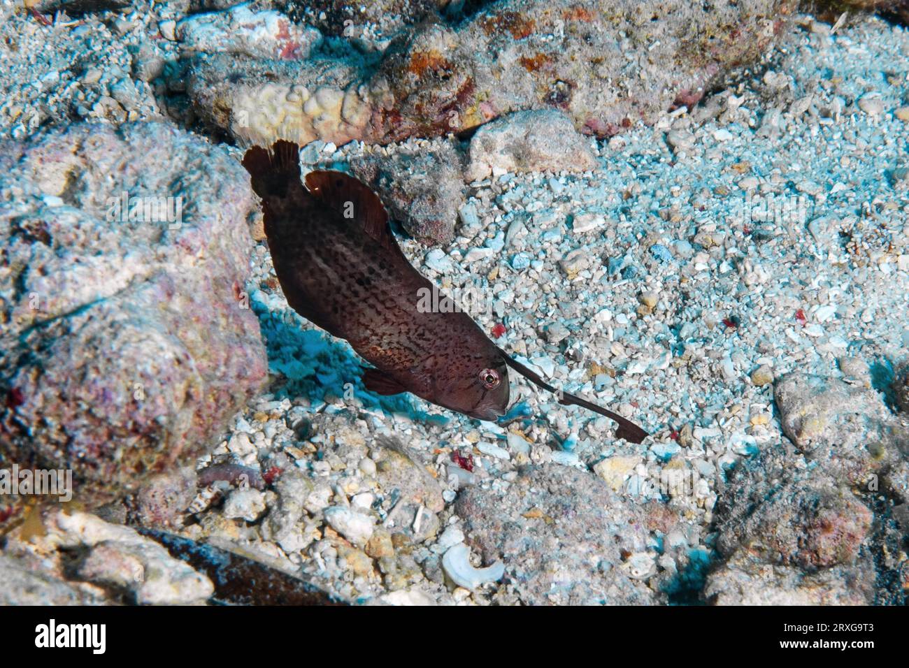 Juvenile form of shearworm (Iniistius pavo), Pacific Ocean, Yap Island ...