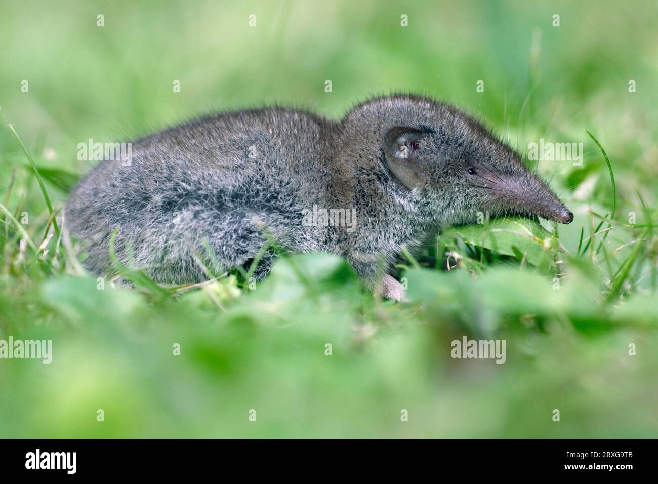 Greater White-toothed Shrew (Crocidura russula), Greater white toothed ...