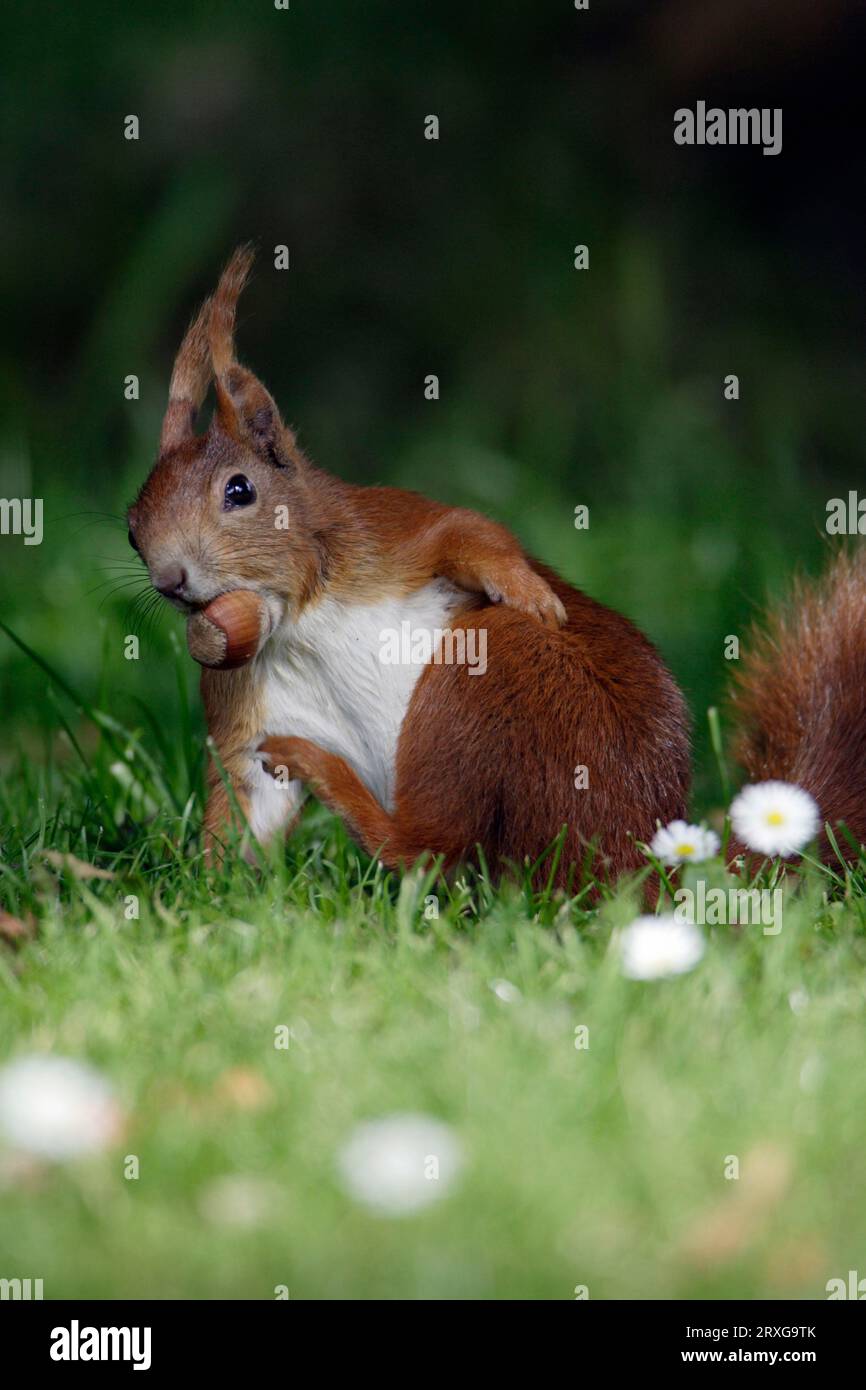 Squirrel with Eurasian red squirrel (Sciurus vulgaris), Squirrel ...