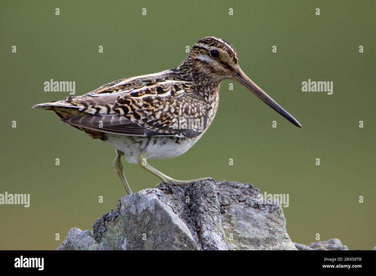 British snipe hi-res stock photography and images - Alamy