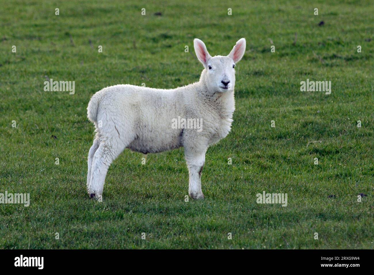 Leicester Sheep, lamb, England, leicester sheep, lamb, sheep, side ...