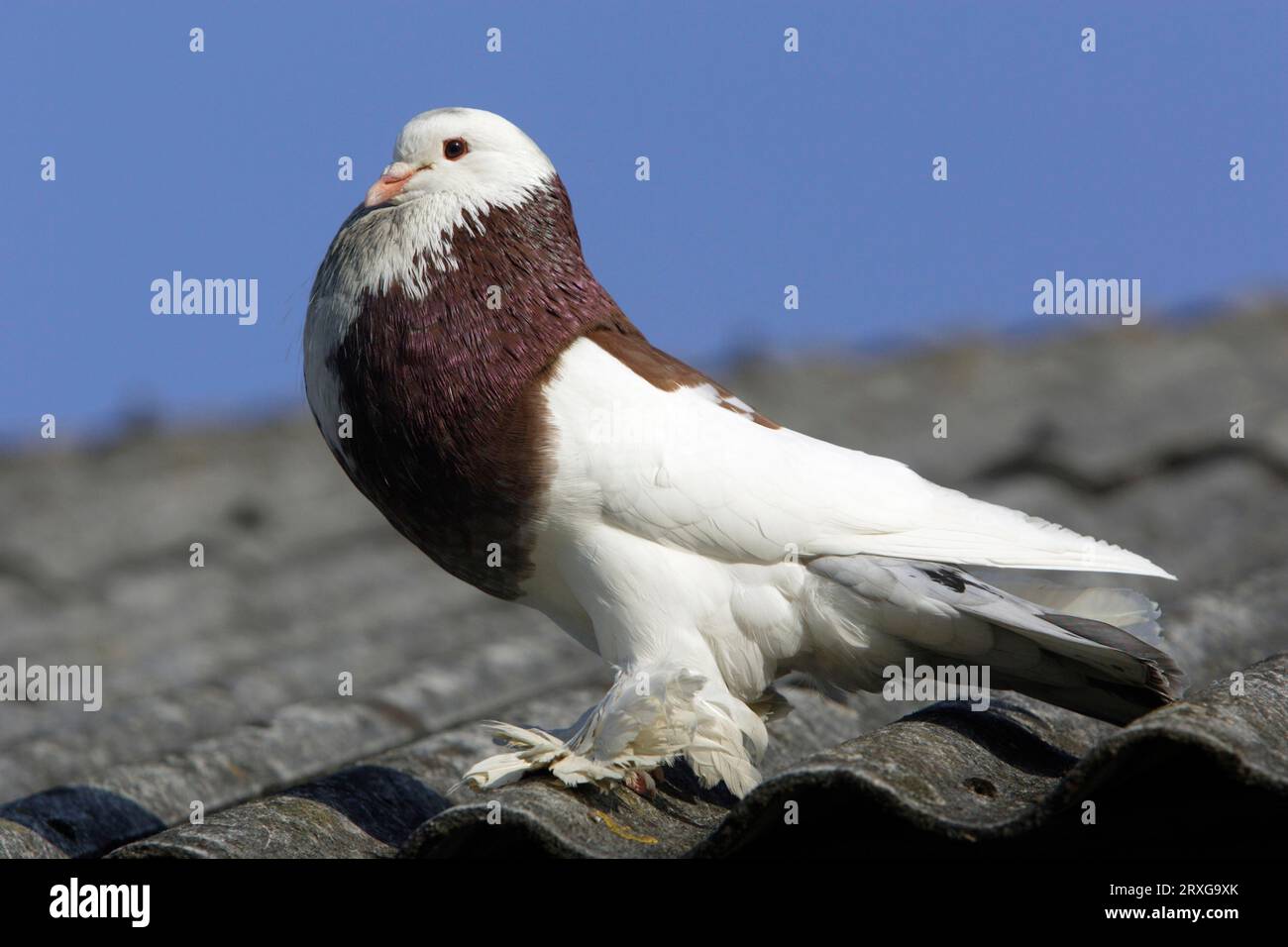The pouter pigeon hi-res stock photography and images - Alamy