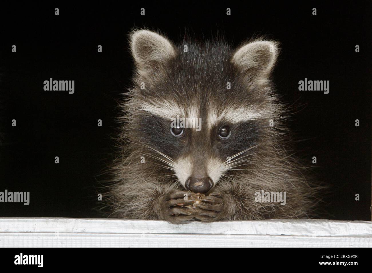 Baby raccoon at night hi-res stock photography and images - Alamy