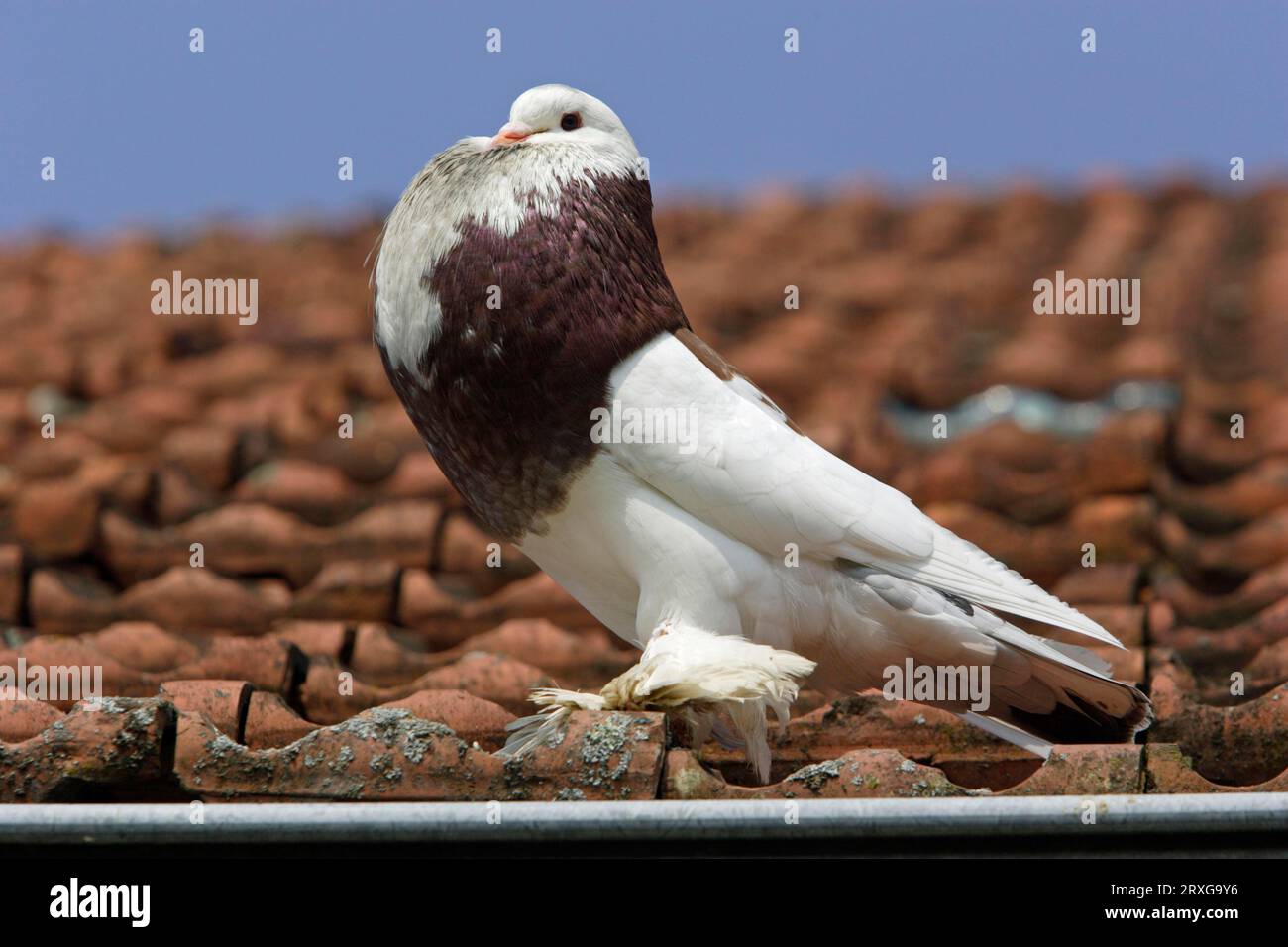 Pouter pigeon hi-res stock photography and images - Alamy