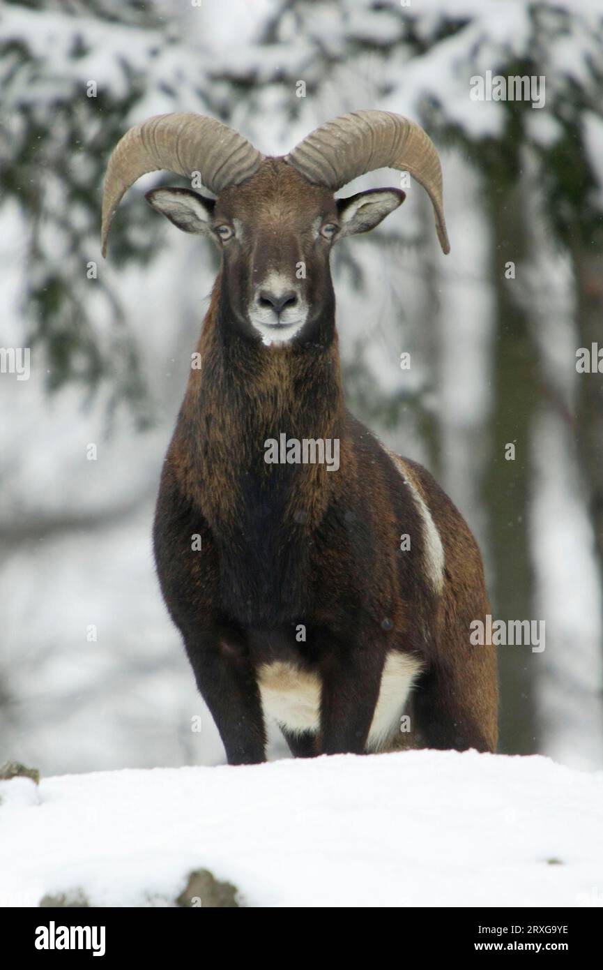 Mouflon ram (Ovis ammon) (Ovis orientalis Stock Photo - Alamy