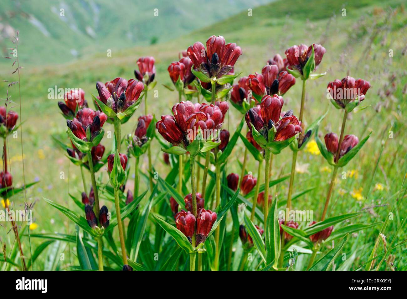 Purple Gentian (Gentiana purpurea), Haute Savoie, France, Alps Stock ...