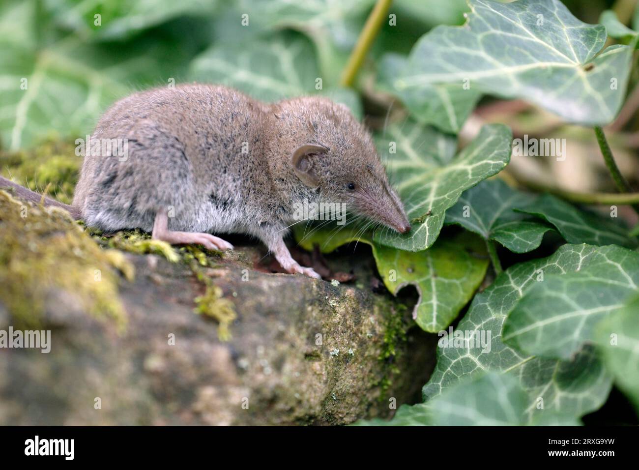 Greater white toothed shrew (Crocidura russula), Shrew, Germany Stock ...