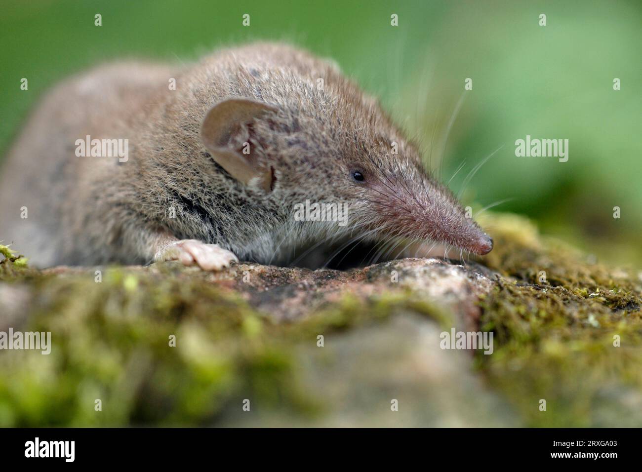 Greater white toothed shrew (Crocidura russula), Shrew, Germany Stock ...