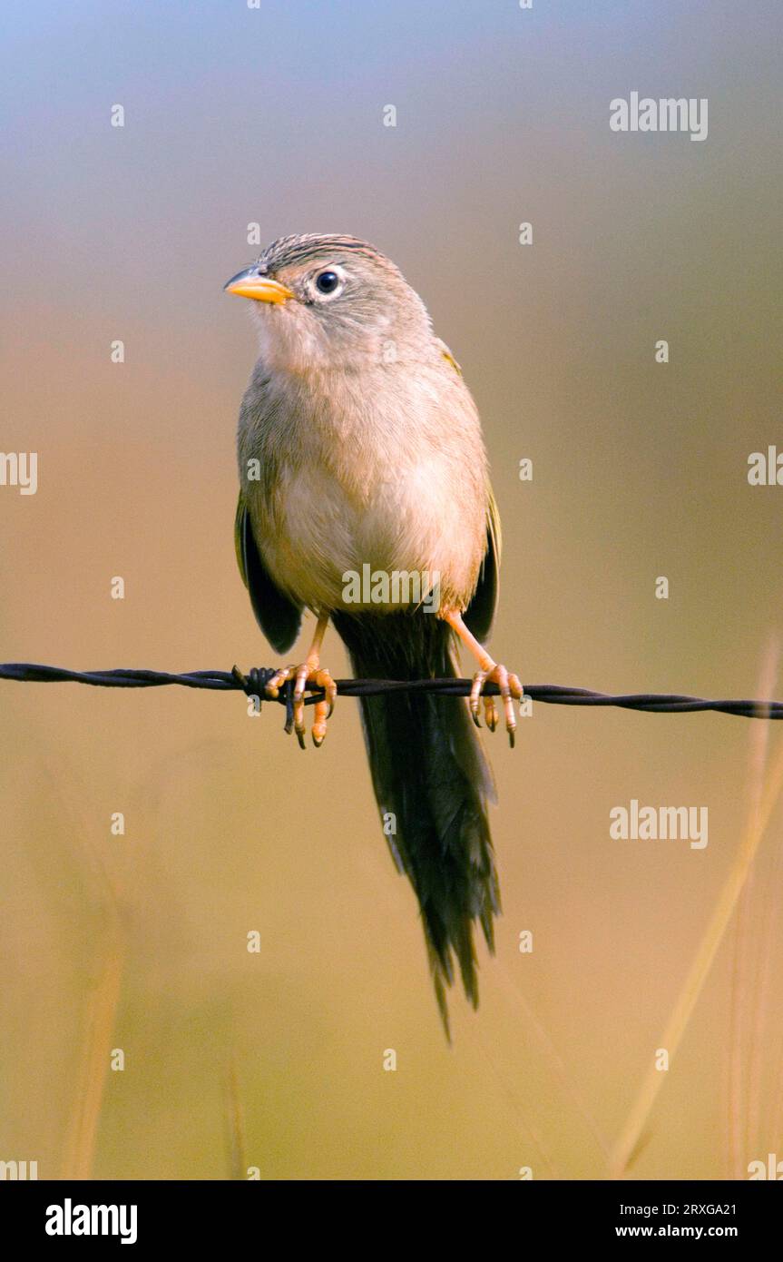 Wedge-tailed Grass-Finch, Brazil (Emberizoides herbicola Stock Photo ...