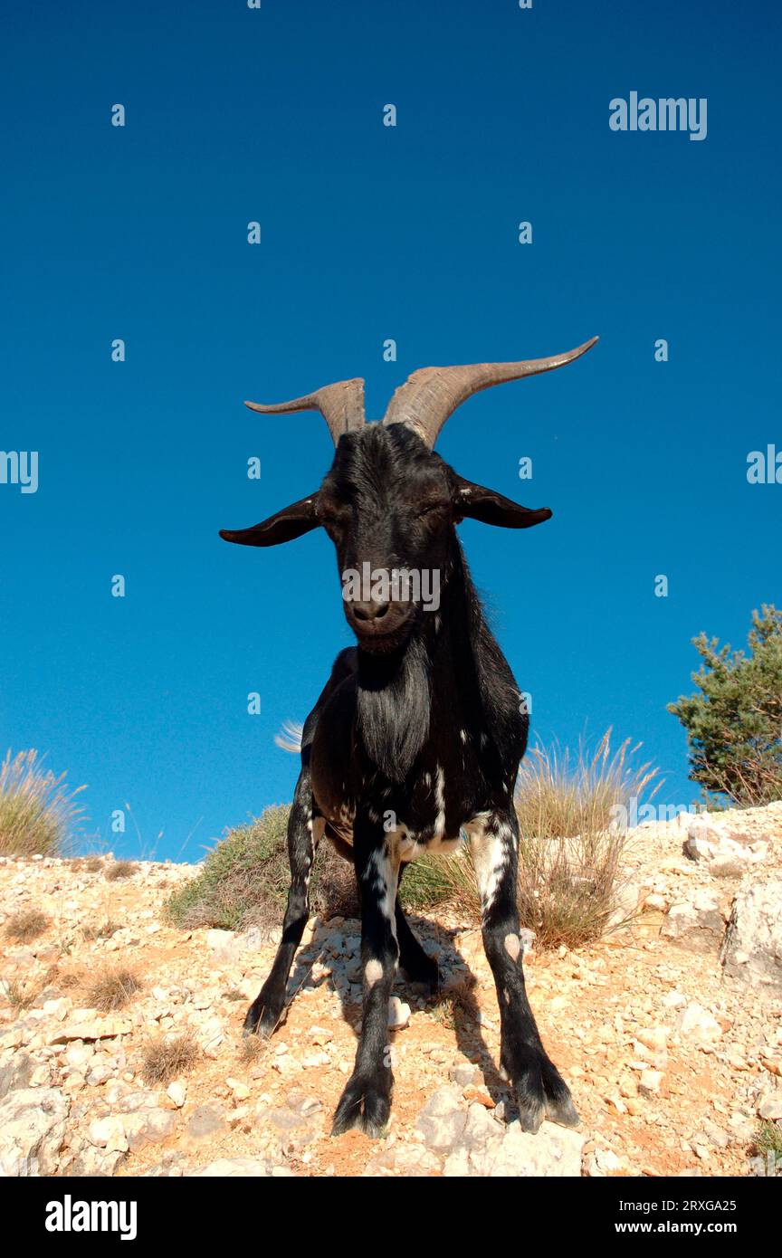 Domestic goat, Provence, South of France Stock Photo - Alamy