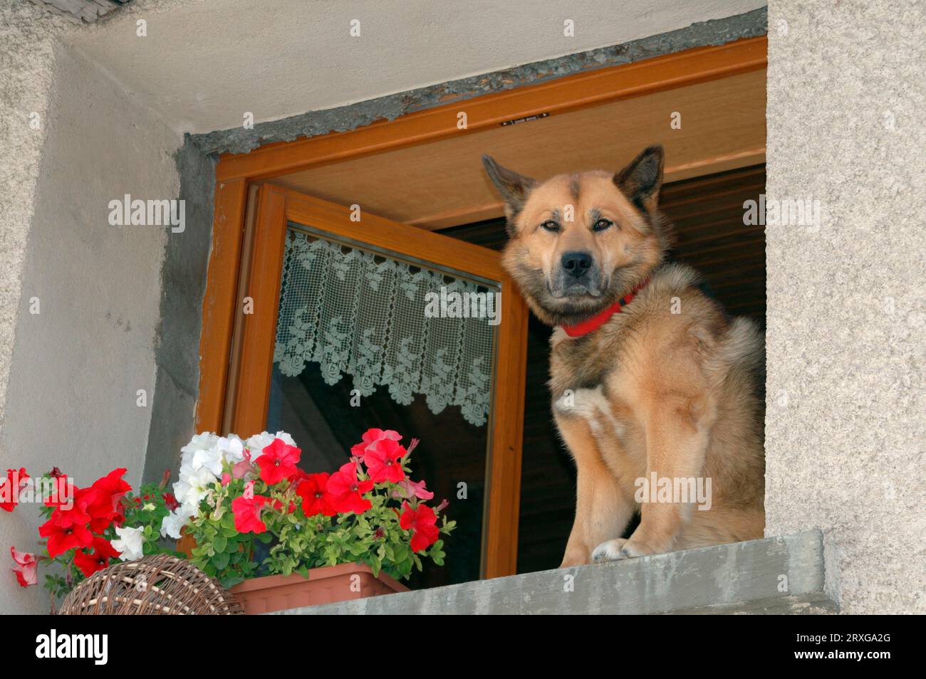 Flowering petunias in window box, mixed-breed dog at open window, Haute ...