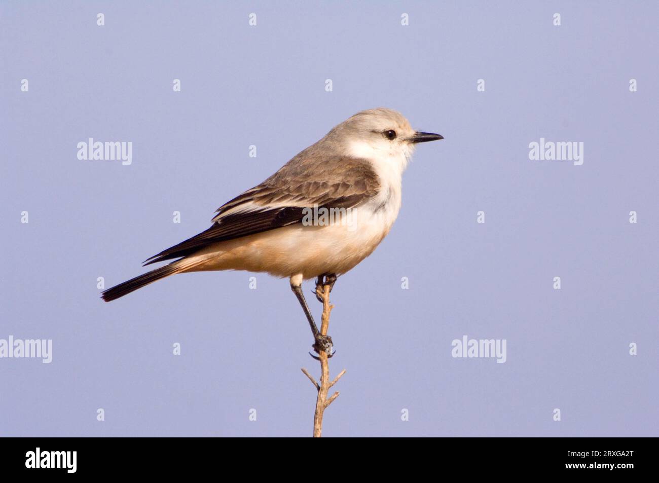 White monjita hi-res stock photography and images - Alamy