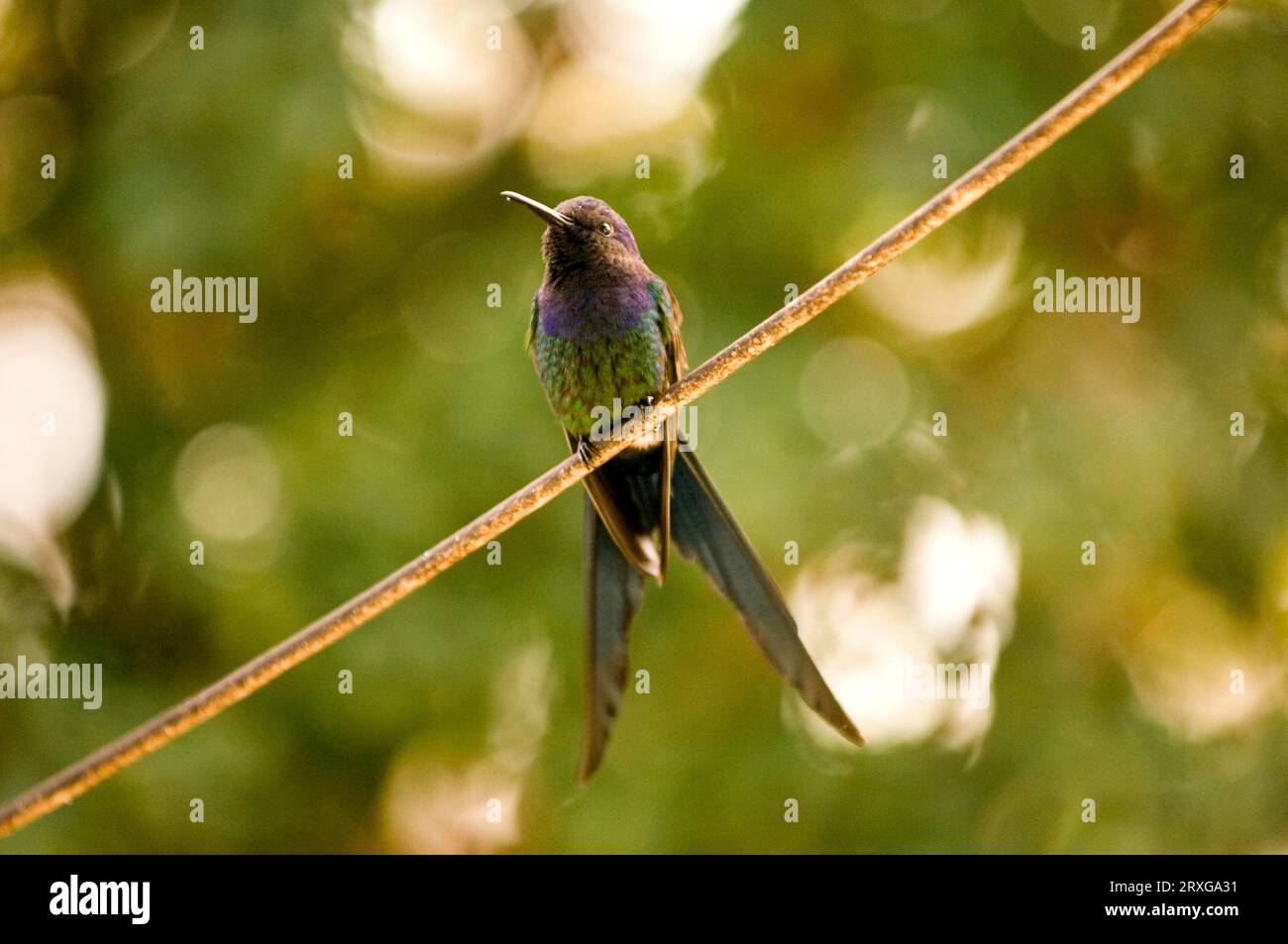 Swallow tailed hummingbird hi-res stock photography and images - Alamy