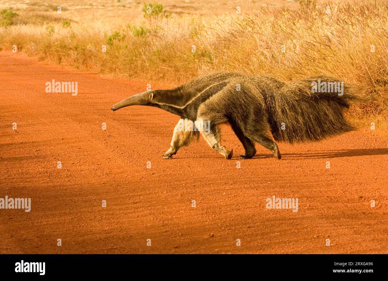 Giant Anteater (Myrmecophaga tridactyla), Serra da Canastra, Minas ...