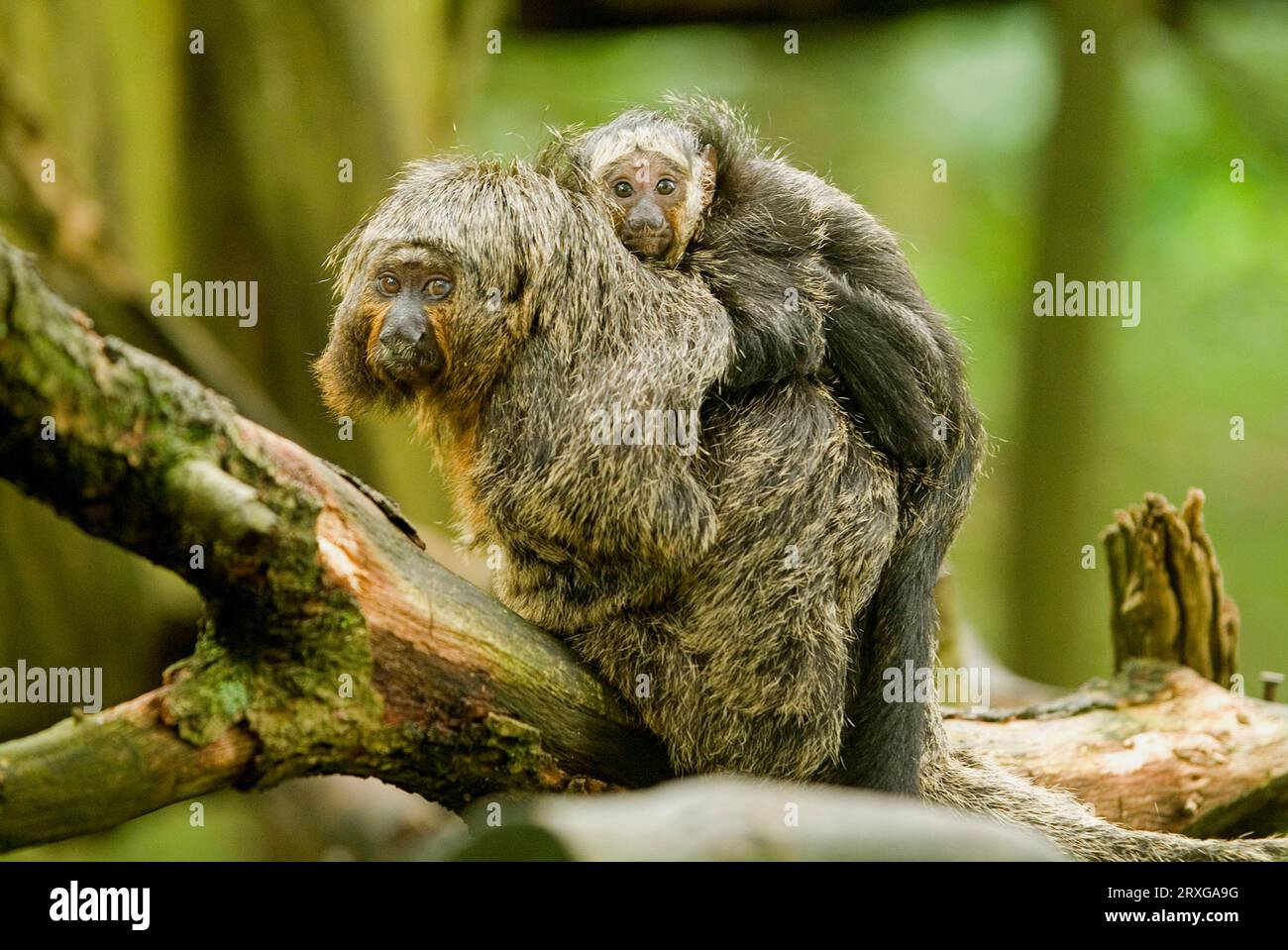 Pale-headed Saki, female with young, Brazil (Pithecia pithecia Stock ...