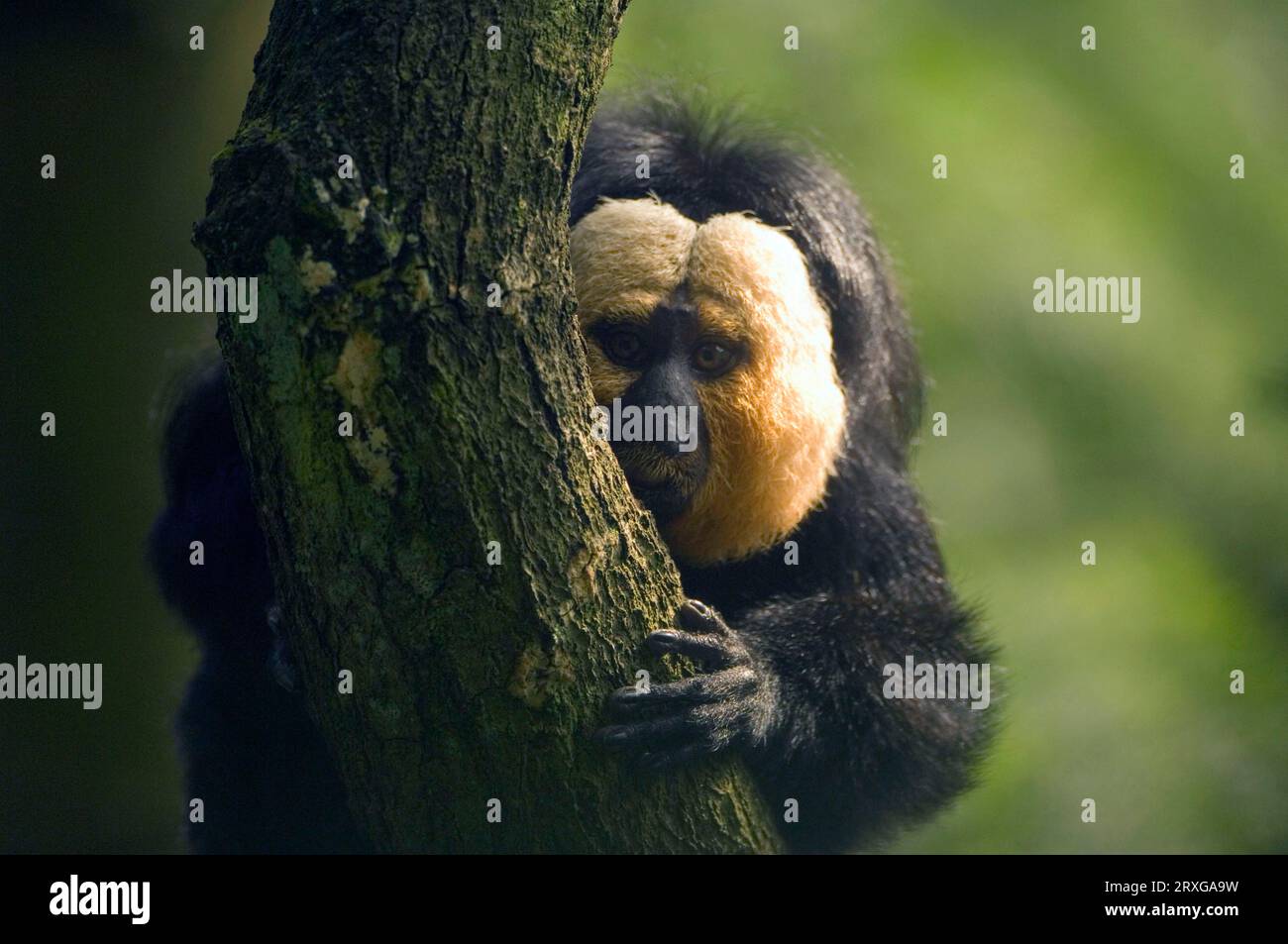 White headed saki or pale headed saki pithecia pithecia hi-res stock ...
