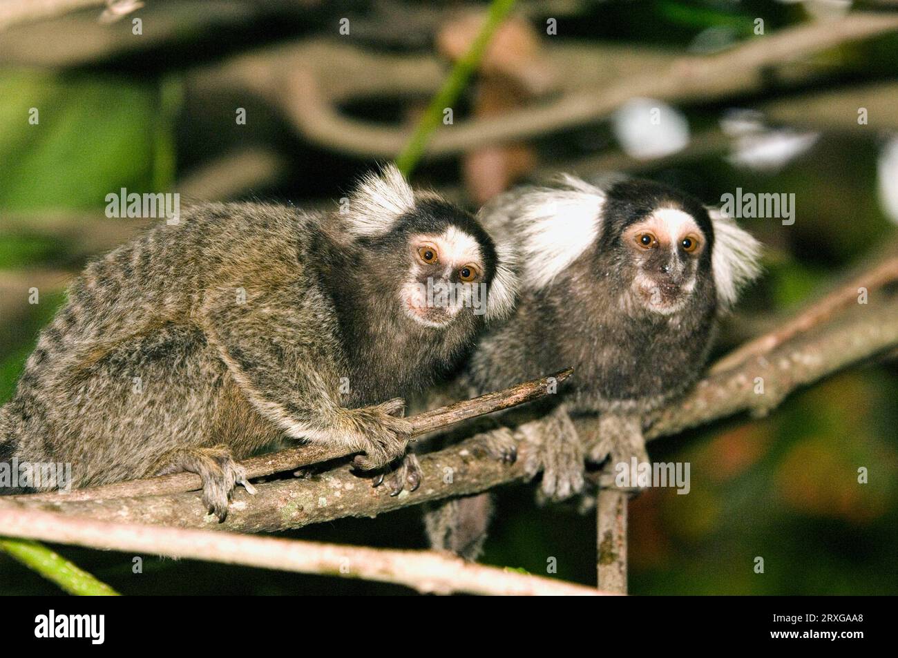 Common common marmoset (Callithrix jacchus), Brazil Stock Photo - Alamy