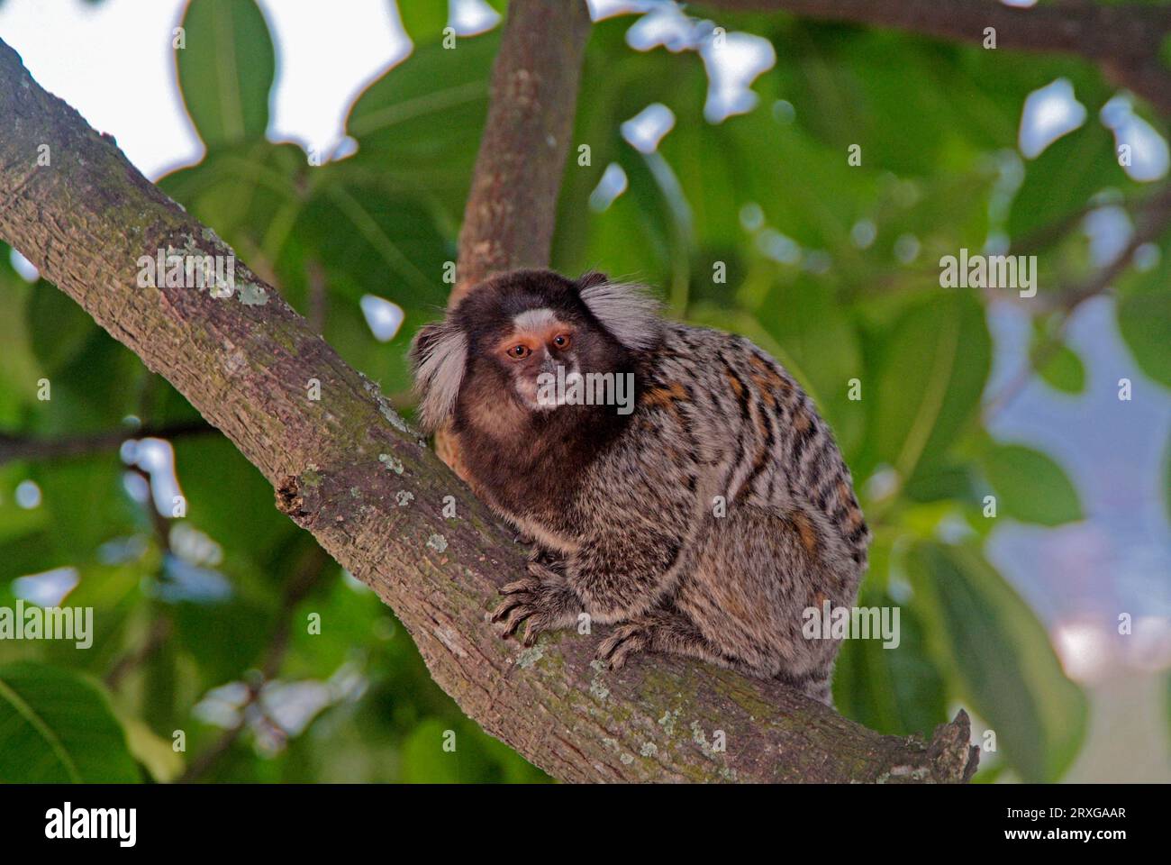 Common common marmoset (Callithrix jacchus), Brazil Stock Photo - Alamy
