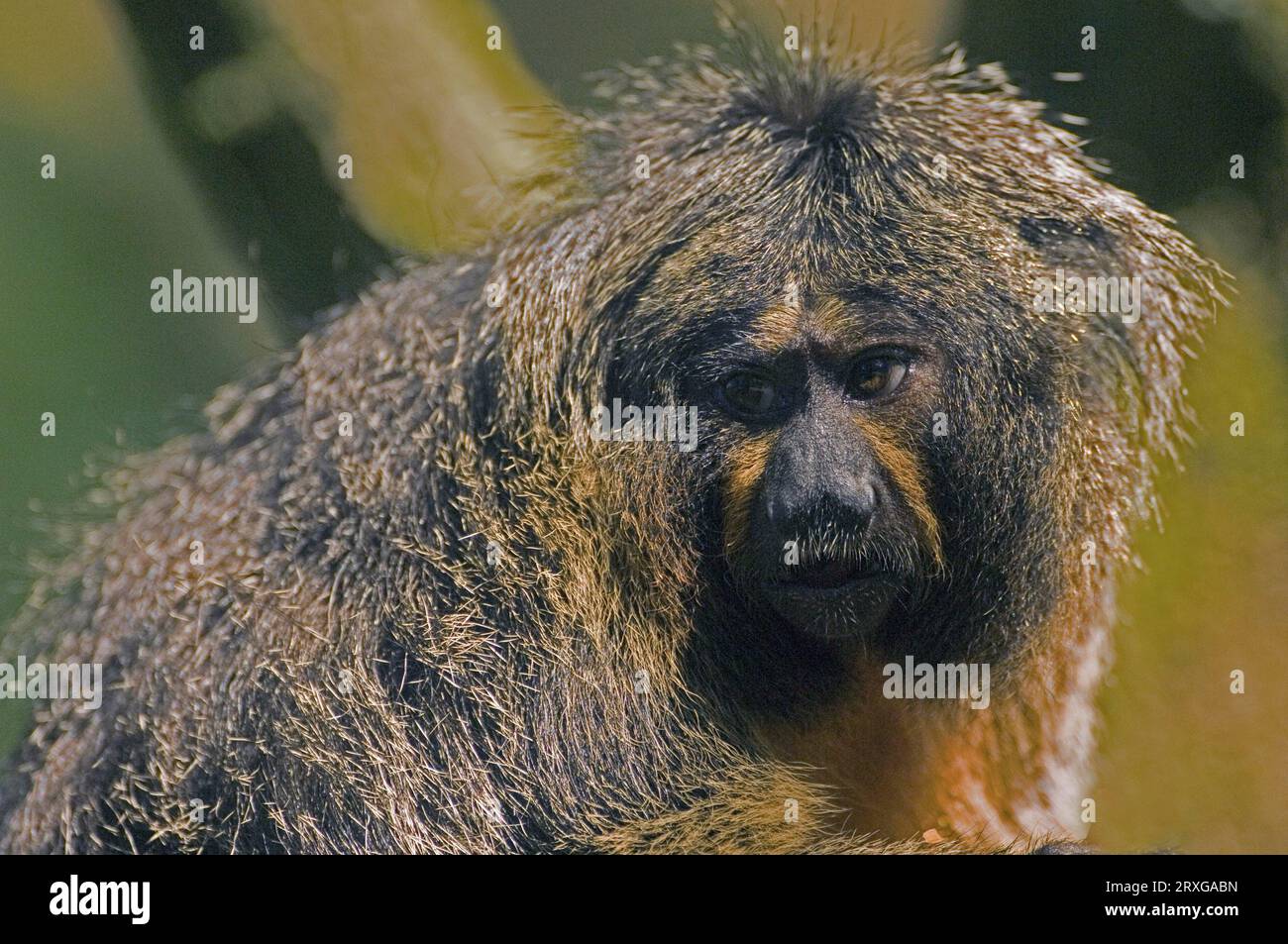 White headed saki or pale headed saki pithecia pithecia hi-res stock ...