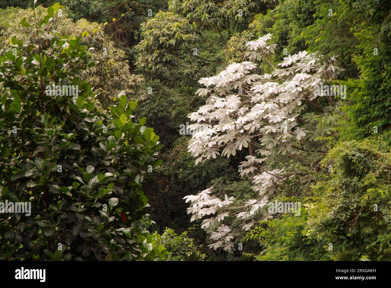 Embauba tree, Tijuca National Park, Rio de ant tree (Cecropia), Brazil ...