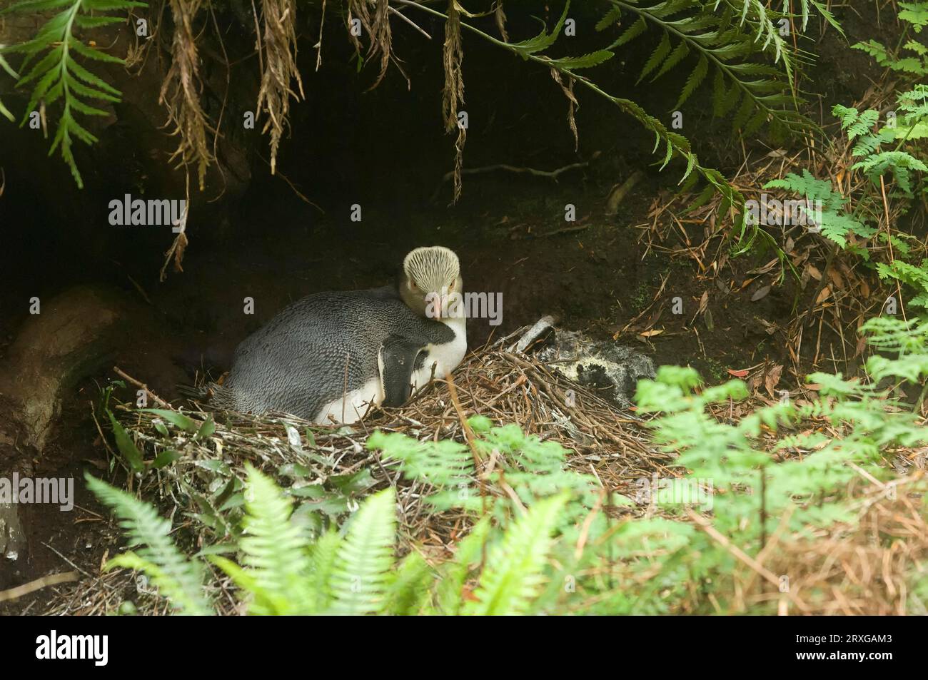 Yellow-eyed Penguin (Megadyptes antipodes), Rata forest, Enderby Island ...