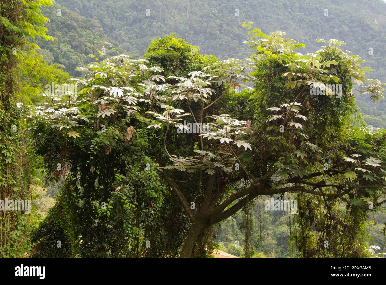 Embauba tree, Tijuca National Park, Rio de ant tree (Cecropia), Brazil ...