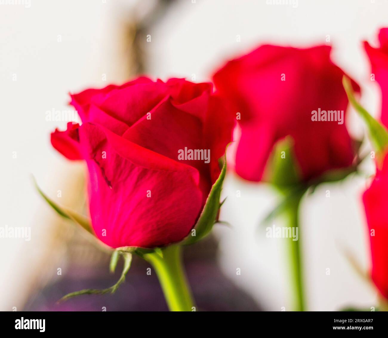 Close up shot of the red roses Stock Photo - Alamy