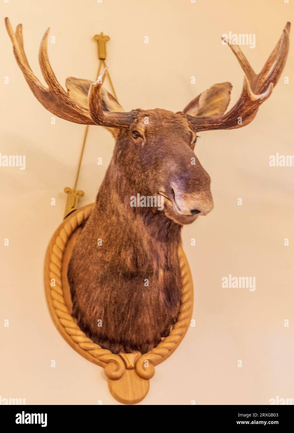 Killing animals for trophies hi-res stock photography and images - Alamy