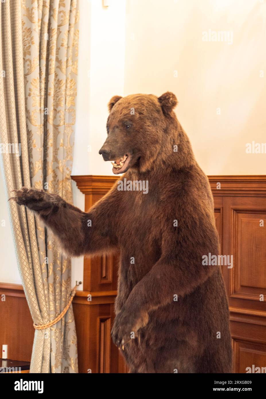 Deer hunting trophy in house hi-res stock photography and images - Alamy