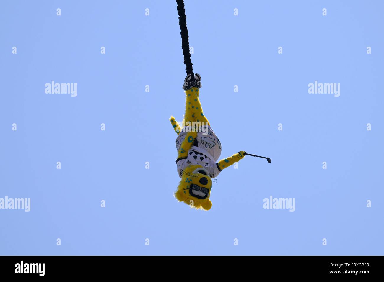 Jacksonville Jaguars mascot Jaxson de Ville performs a bungee stunt ...