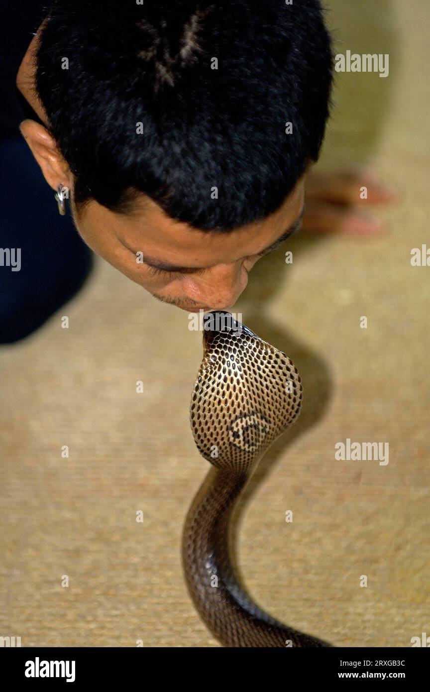 Man kissing Indochinese Spitting Cobra (Naja siamensis), Phuket ...