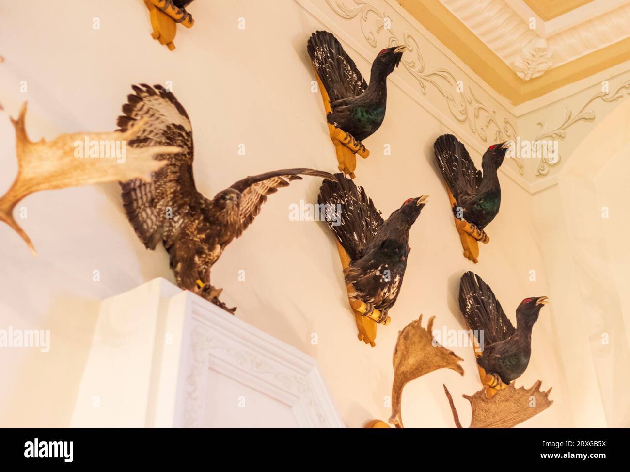 Birds trophies hi-res stock photography and images - Alamy