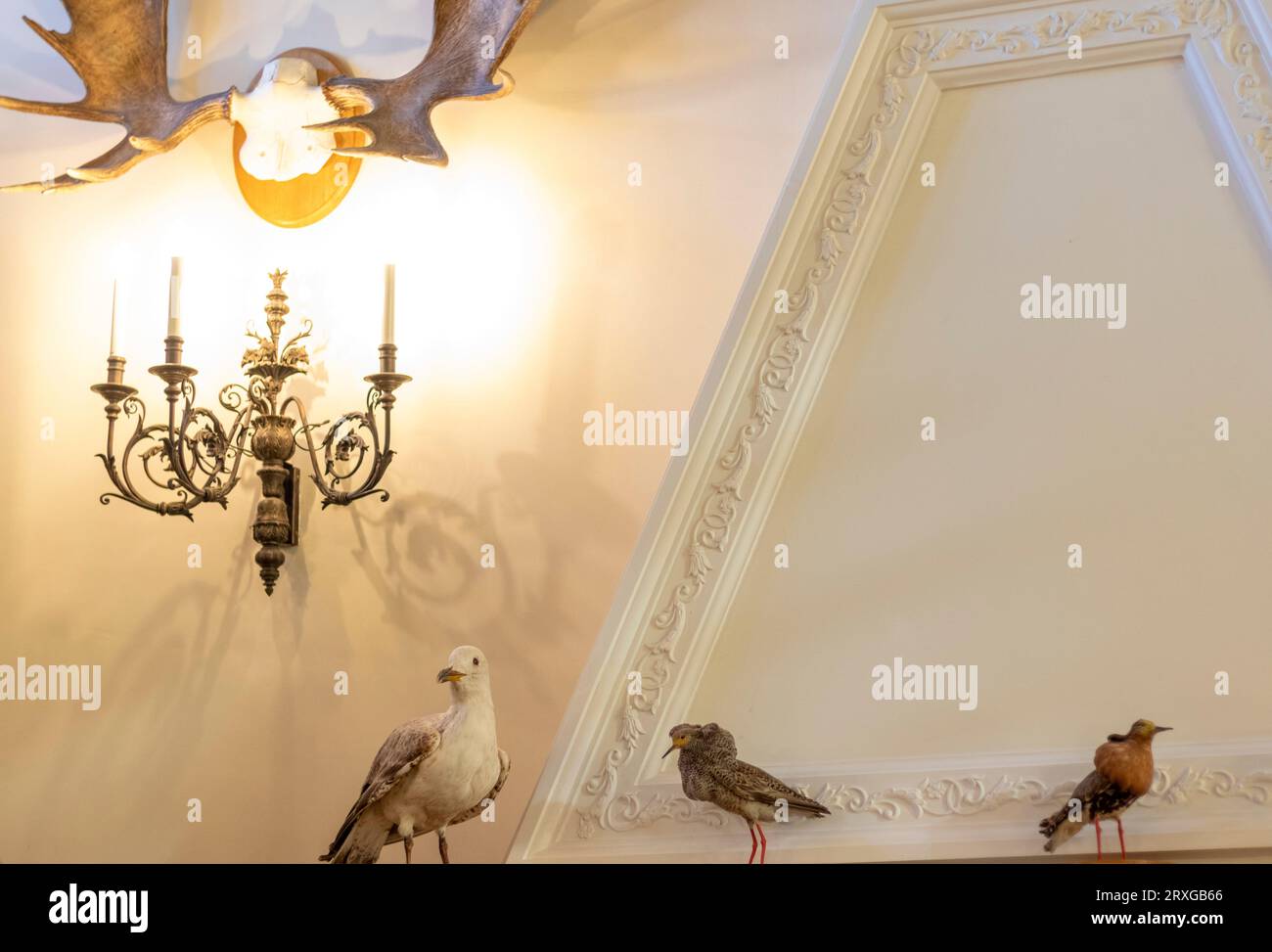 Killing animals for trophies hi-res stock photography and images - Alamy