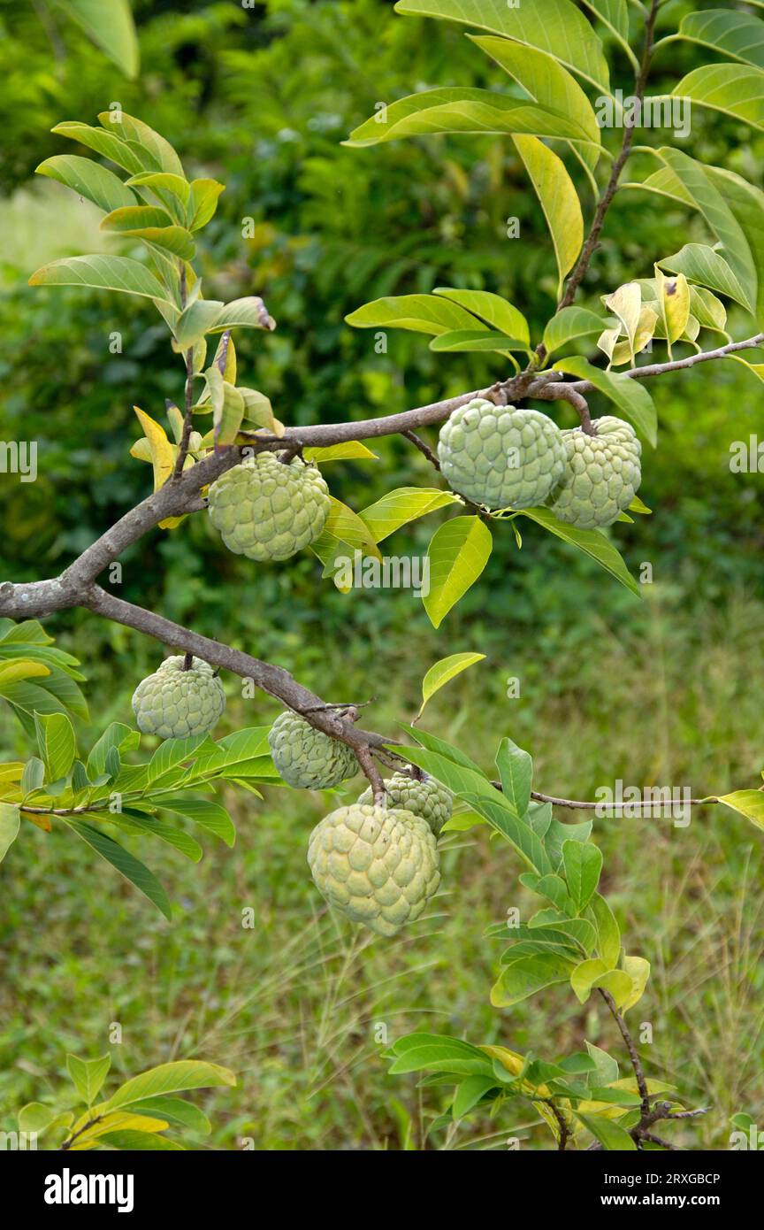 Thailand apple hi-res stock photography and images - Alamy