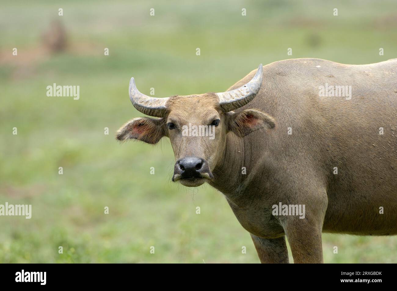 Thai cattle breed hi-res stock photography and images - Alamy