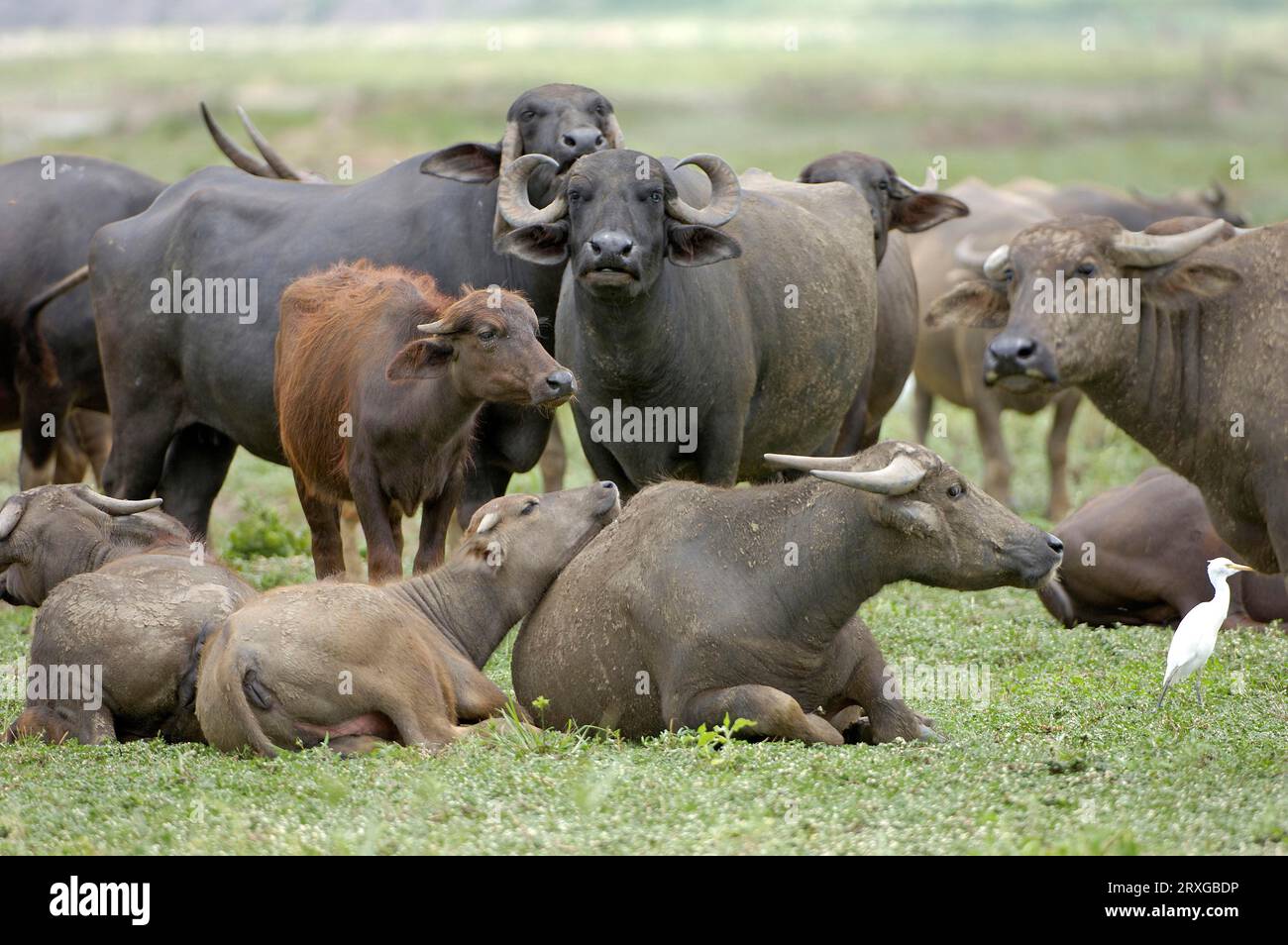 Asian Water Buffalo (Bubalus arnee), Kerabau, Carabao, water buffalo, Buffalo, Thailand, house ...