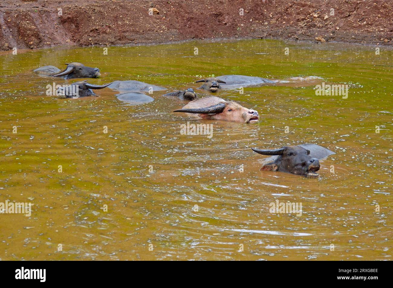 Asian Water Buffalo (Bubalus arnee), Kerabau, Carabao, water buffalo ...