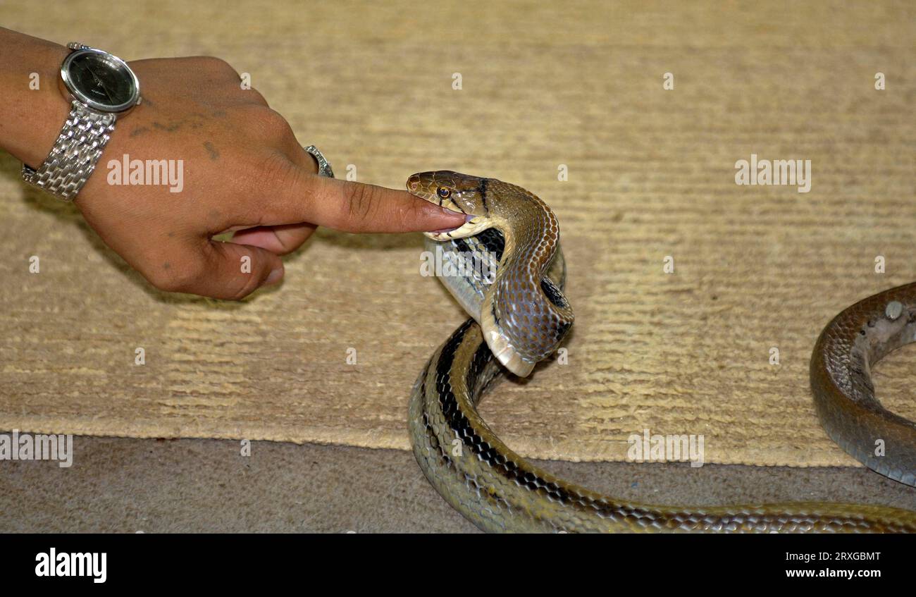 Copperhead Ratsnake biting in finger, cobrashow, Phuket, Thailand ...