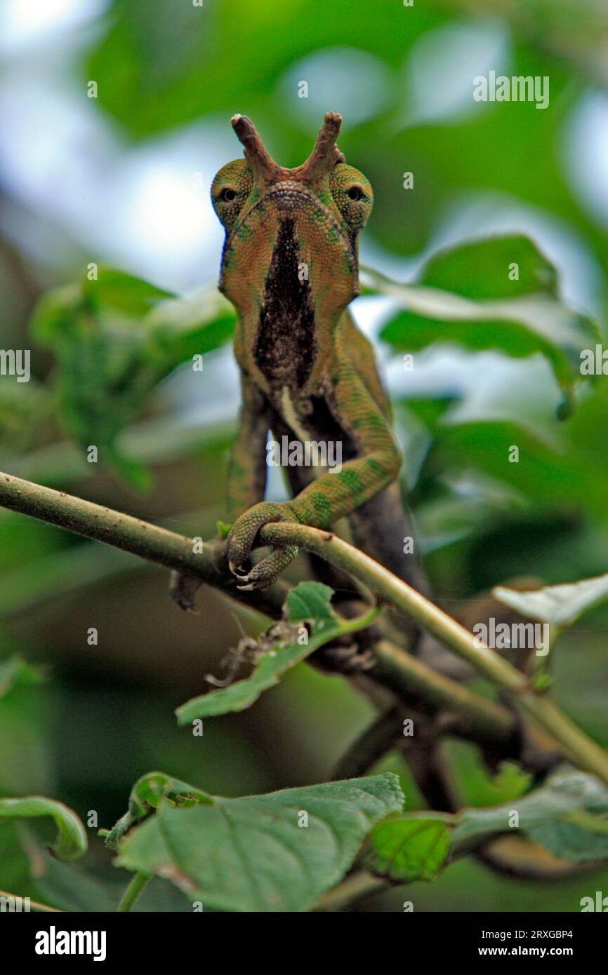 Two banded chameleon hi-res stock photography and images - Alamy