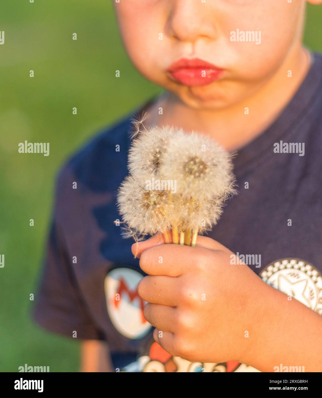 Shot of the little boy playing with the cute dandelions Stock Photo - Alamy