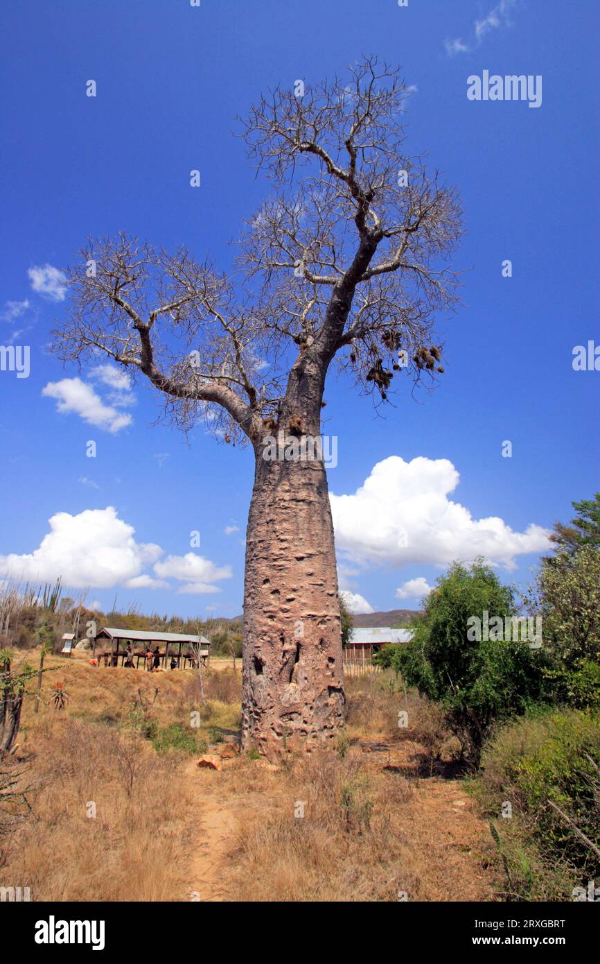 Baobab tree, Morondava, Madagascar (Adansonia grandidieri Stock Photo ...