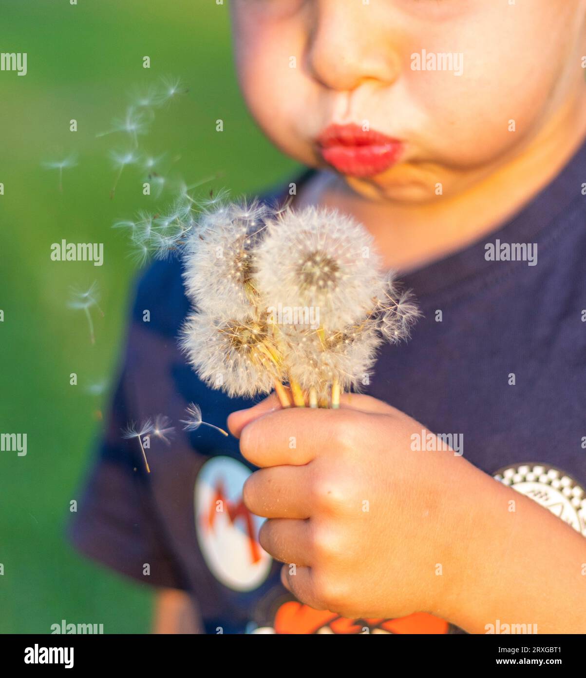 Shot of the little boy playing with the cute dandelions Stock Photo - Alamy
