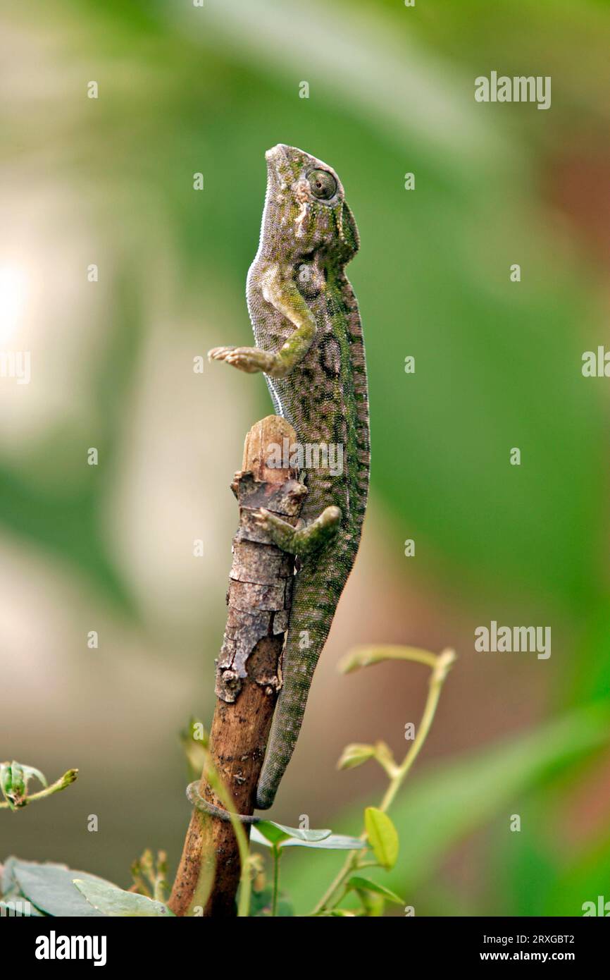 Warty Chameleon (Furcifer verrucosus), male, Magadascar, side Stock ...
