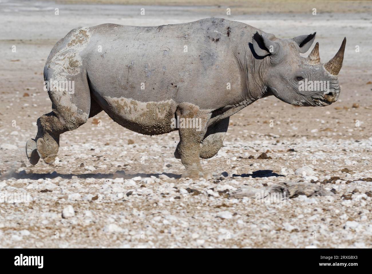 Black rhinoceros running hi-res stock photography and images - Alamy