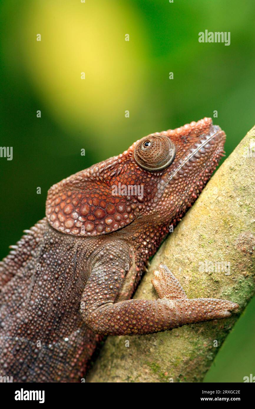 Short-horned Chameleon (Calumma brevicornis), male, Madagascar, side ...